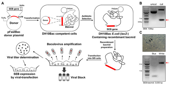 A Sensitive Immunodetection Assay Using Antibodies Specific to ...