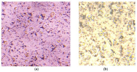 G-Optrode Bio-Interfaces for Non-Invasive Optical Cell Stimulation ...