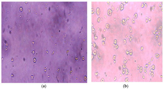 G-Optrode Bio-Interfaces for Non-Invasive Optical Cell Stimulation ...