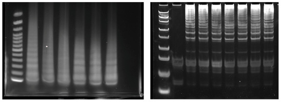 Principles and Applications of Loop-Mediated Isothermal Amplification ...