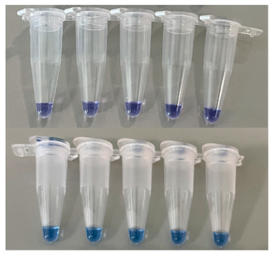 Principles and Applications of Loop-Mediated Isothermal Amplification ...