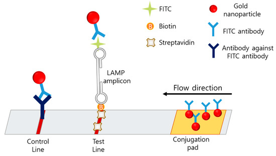 Principles and Applications of Loop-Mediated Isothermal Amplification ...