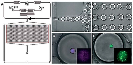 Application of Microfluidics in Drug Development from Traditional Medicine