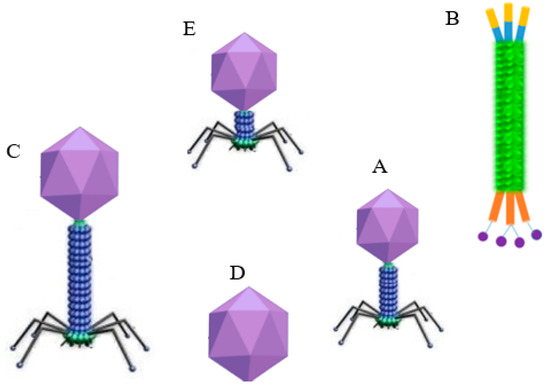 Bacteriophage-Based Biosensors: A Platform for Detection of Foodborne Bacterial Pathogens from ...