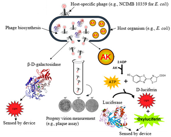 Bacteriophage Based Biosensors A Platform For Detection Of Foodborne Bacterial Pathogens From