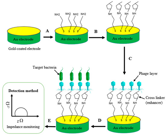 Bacteriophage-Based Biosensors: A Platform for Detection of Foodborne ...