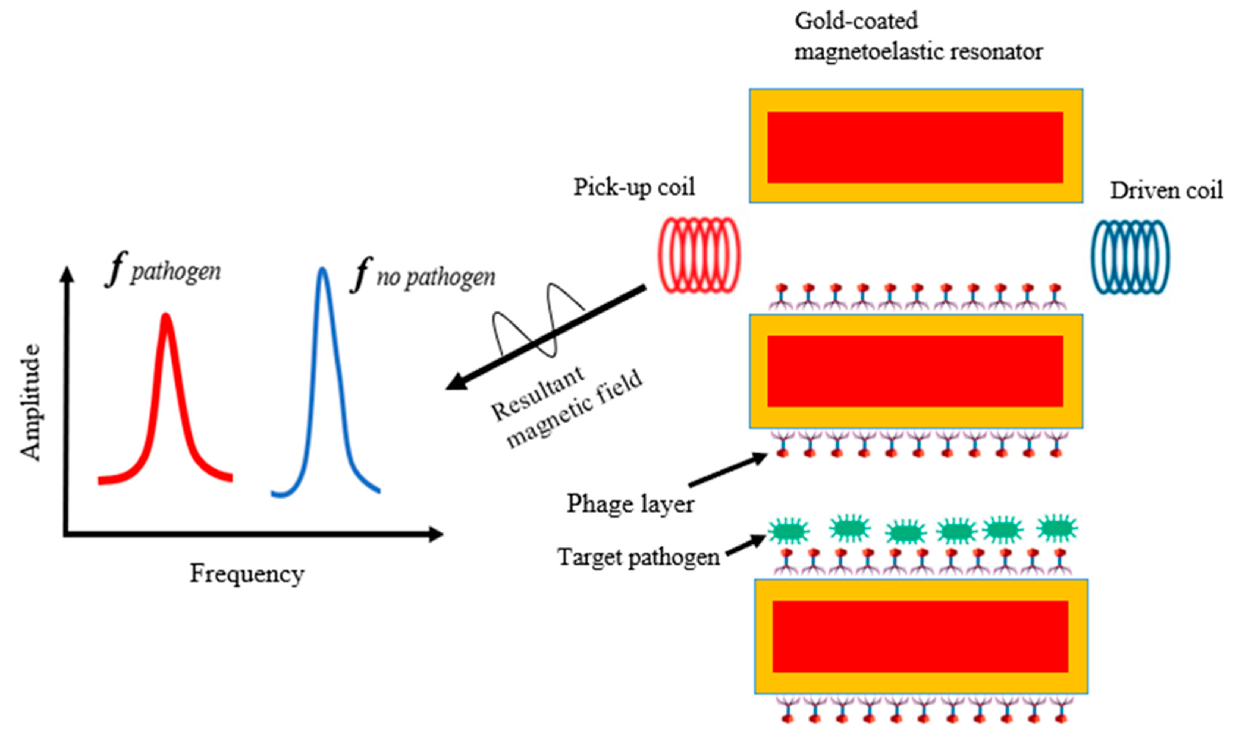 Bacteriophage Based Biosensors A Platform For Detection Of Foodborne Bacterial Pathogens From