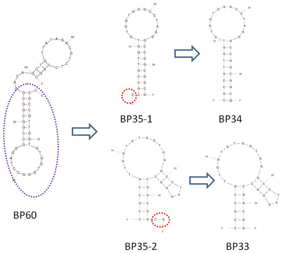 The Characterization of Binding between Aptamer and Bisphenol A and ...