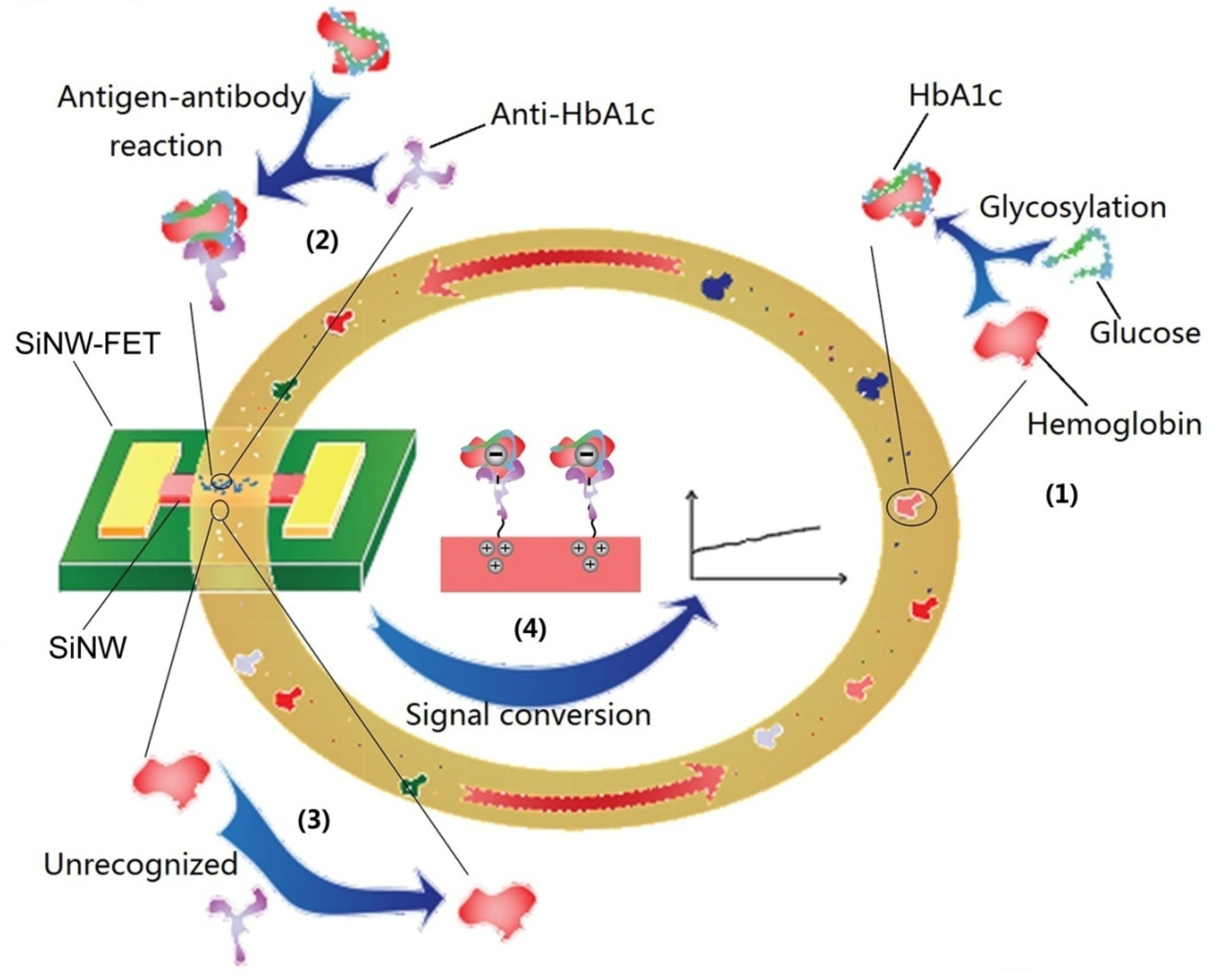 Dynamic Detection of HbA1c Using a Silicon Nanowire Field Effect Tube ...