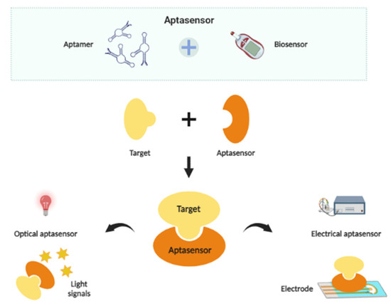 Advances in Aptamer-Based Biosensors and Cell-Internalizing SELEX ...