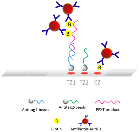 A Molecular Lateral Flow Assay for SARS-CoV-2 Quantitative Detection