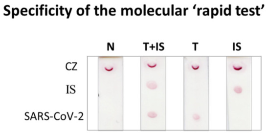 A Molecular Lateral Flow Assay for SARS-CoV-2 Quantitative Detection