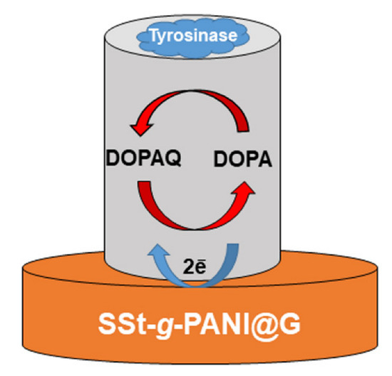 Sulfonated Starch-Graft-Polyaniline@Graphene Electrically Conductive ...