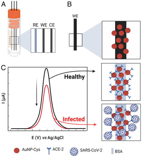 Angiotensin-Converting Enzyme 2-Based Biosensing Modalities and Devices for Coronavirus Detection