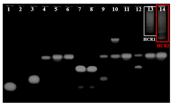 Target Recognition– and HCR Amplification–Induced In Situ ...