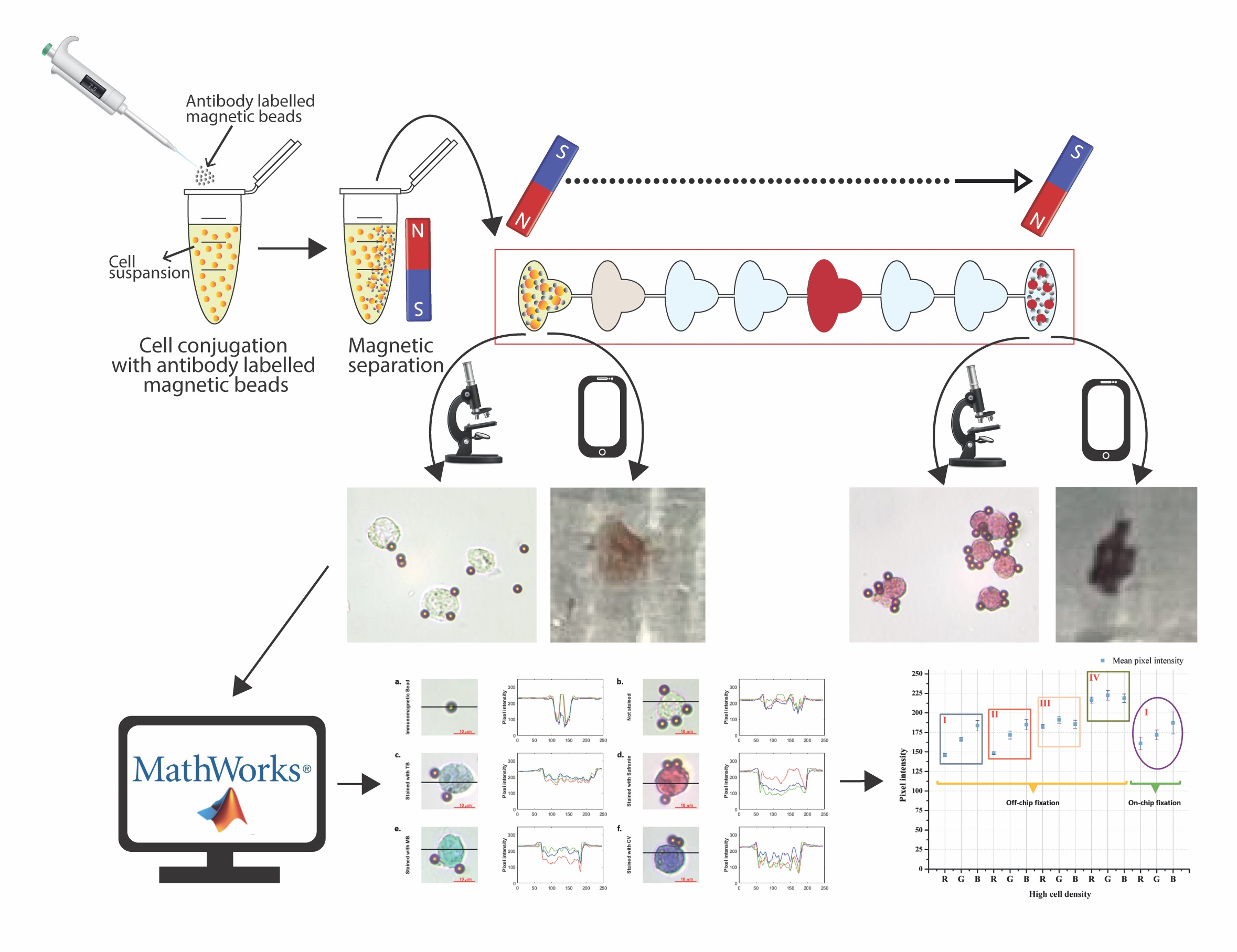 Biosensors | Free Full-Text | Simple Staining of Cells on a Chip