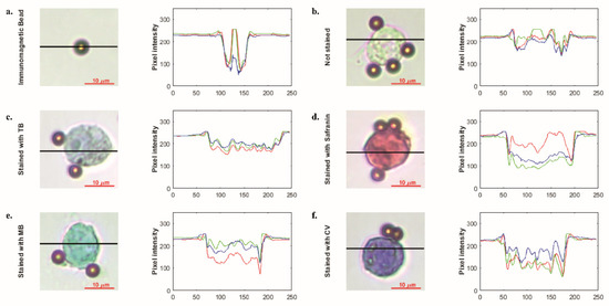 Simple Staining of Cells on a Chip
