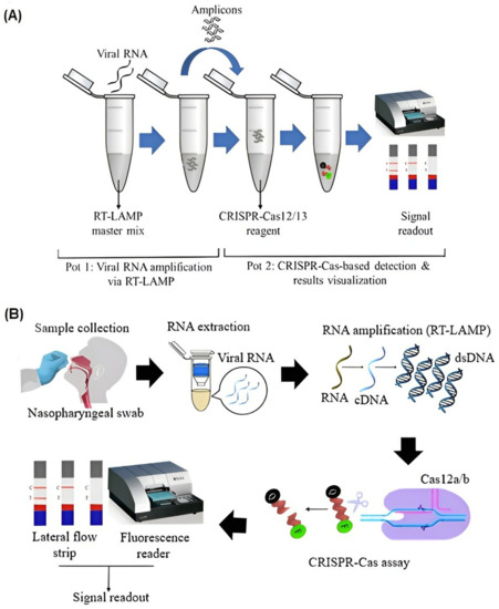 CRISPR-Cas-Integrated LAMP