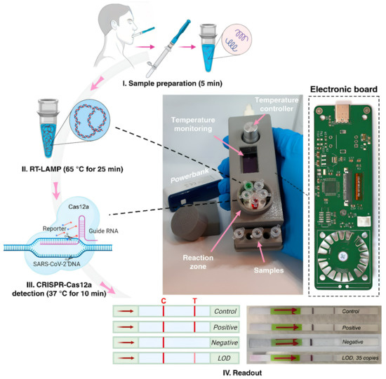 CRISPR-Cas-Integrated LAMP