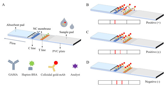 Development of Ic-ELISA and Colloidal Gold Lateral Flow Immunoassay for ...