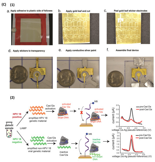 LAMP-Based Point-of-Care Biosensors for Rapid Pathogen Detection