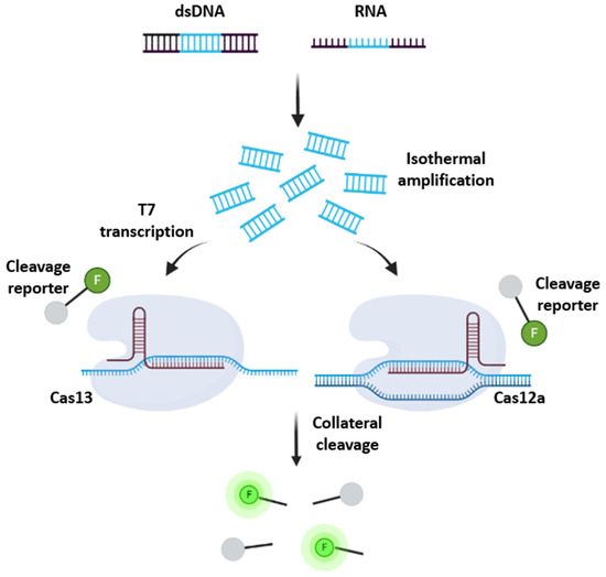 Paper-Based Biosensors for the Detection of Nucleic Acids from Pathogens