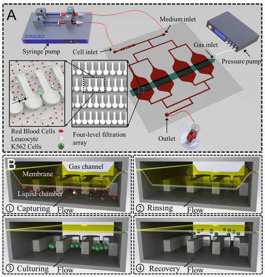 Size-Based Sorting and In Situ Clonal Expansion of Single Cells Using ...