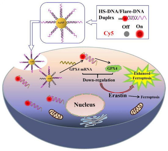 Monitoring and Regulating Intracellular GPX4 mRNA Using Gold Nanoflare ...