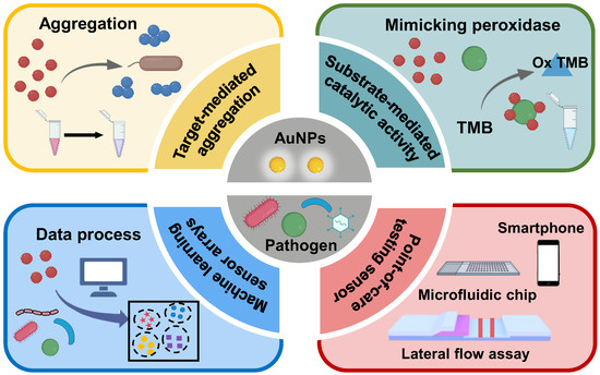 Recent Advances in Colorimetric Sensors Based on Gold Nanoparticles for Pathogen Detection
