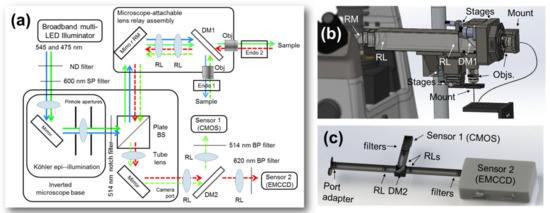 Spectral Multiplexing of Fluorescent Endoscopy for Simultaneous Imaging ...
