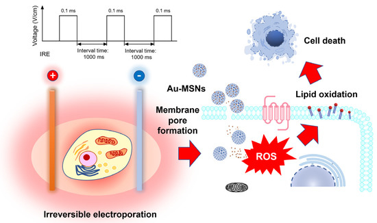 Enhanced Therapeutic Potential of Irreversible Electroporation under ...