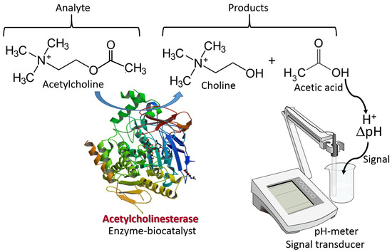 Biosensors: Electrochemical Devices—General Concepts and Performance