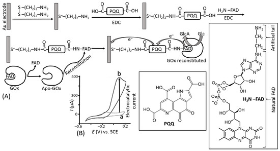 Biosensors: Electrochemical Devices—General Concepts and Performance