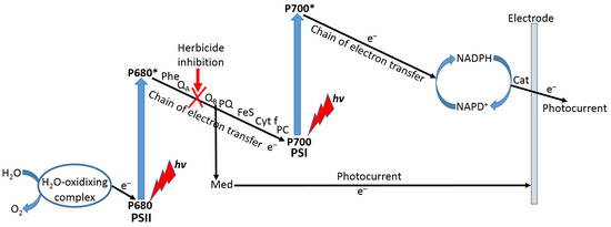 Biosensors | Free Full-Text | Biosensors: Electrochemical Devices ...