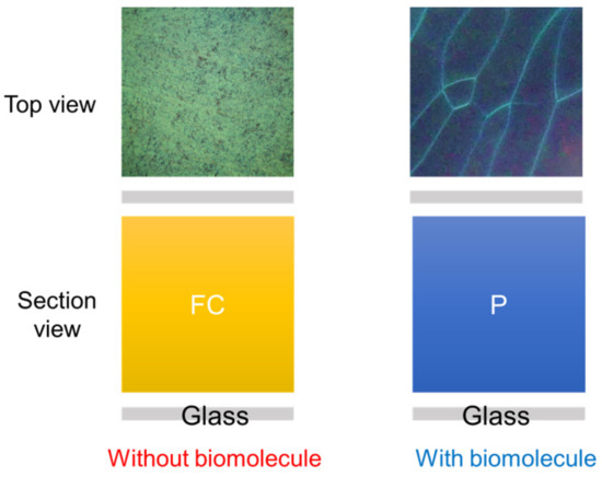 Label-Free, Portable, and Color-Indicating Cholesteric Liquid Crystal ...