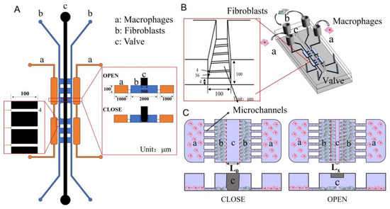A Microfluidic Cell Co-Culture Chip for the Monitoring of Interactions ...