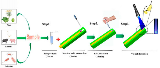 SMART: On-Site Rapid Detection of Nucleic Acid from Plants, Animals ...