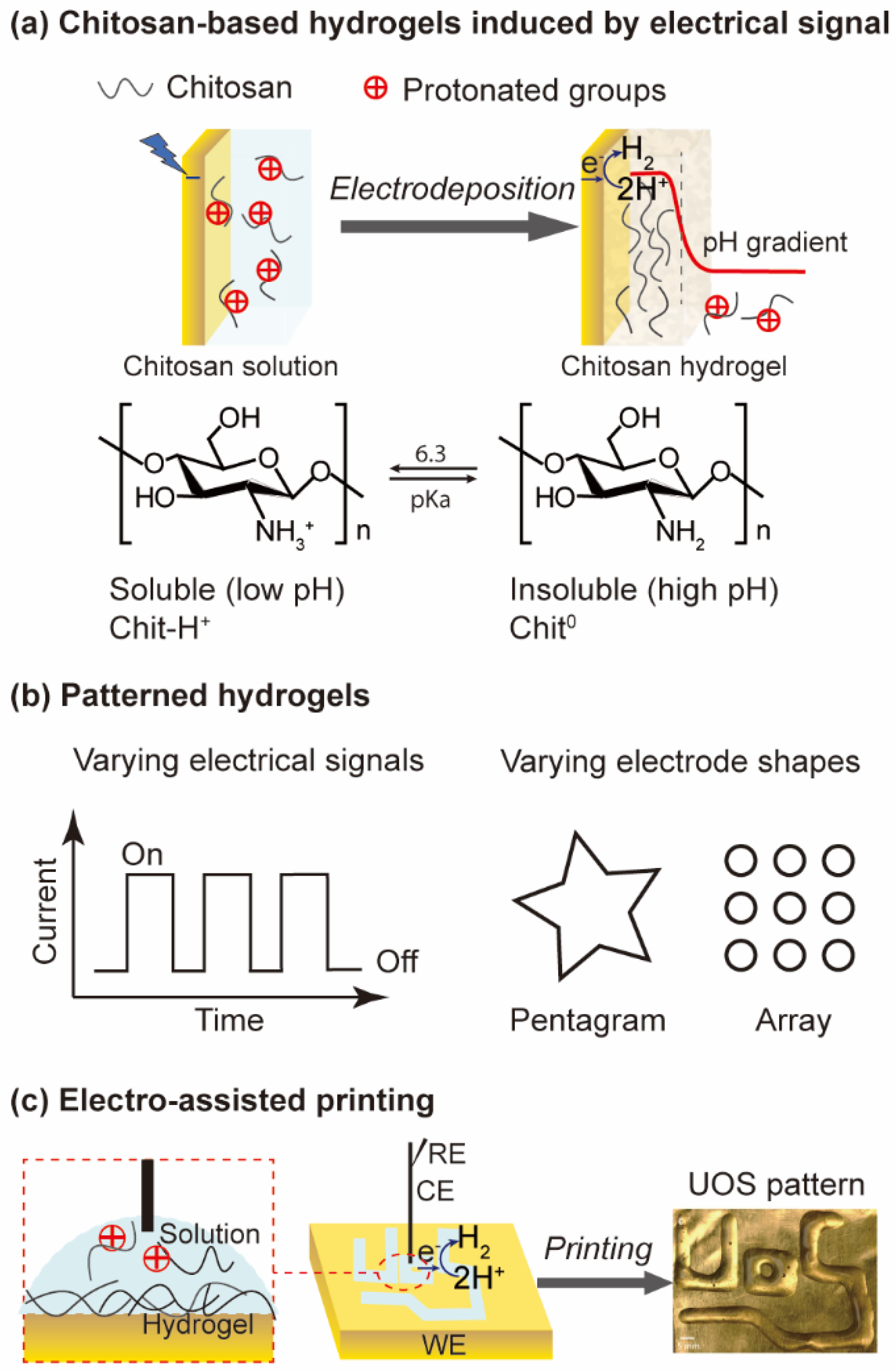 Chitosan-Based Hydrogels for Bioelectronic Sensing: Recent Advances and Applications in ...