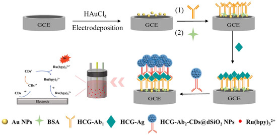 Biosensors | Free Full-Text | Sandwich-Type Electrochemiluminescence ...