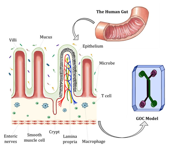 Microfluidic Gut-on-a-Chip: Fundamentals and Challenges