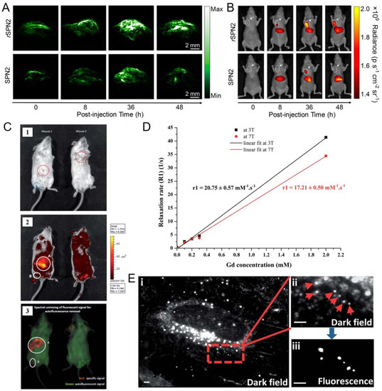 Semiconducting Polymer Dots for Point-of-Care Biosensing and In Vivo ...