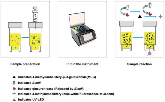 Fluorescent Probe Combined with Photoelectric Analysis Technology for ...