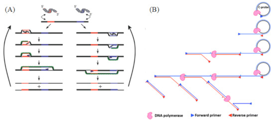 Enzyme-Assisted Nucleic Acid Amplification in Molecular Diagnosis: A Review