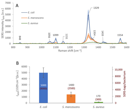 SERS-Tags: Selective Immobilization and Detection of Bacteria by Strain ...