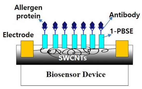 Biosensors | Free Full-Text | Carbon Nanotube-Based Biosensors Using ...