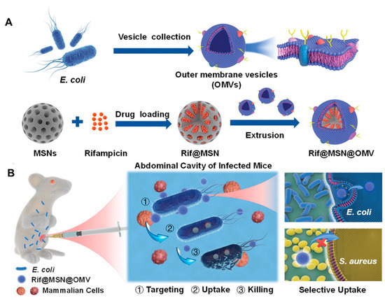 Bacterial Membrane Mimetics: From Biosensing to Disease Prevention and ...