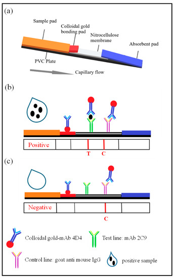 A Monoclonal Antibody-Based Immunochromatographic Test Strip and Its ...