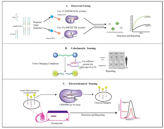 Advancements in CRISPR-Based Biosensing for Next-Gen Point of Care ...