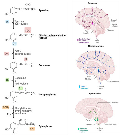 Biosensors | Free Full-Text | Advanced Nanomaterials-Based Electrochemical Biosensors for ...