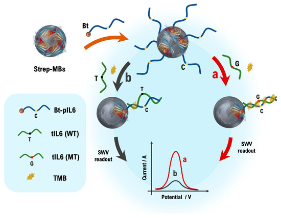 A Magnetoelectrochemical Bioassay for Highly Sensitive Sensing of Point ...